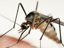 Interesanti. Līdzekļi pret odiem.